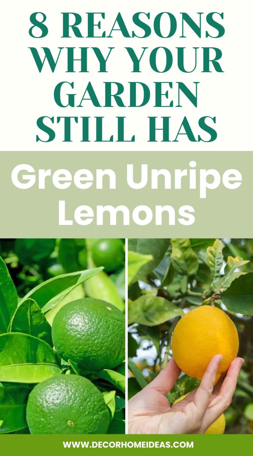 8 Reasons Why Your Garden Still Has Green Unripe Lemons