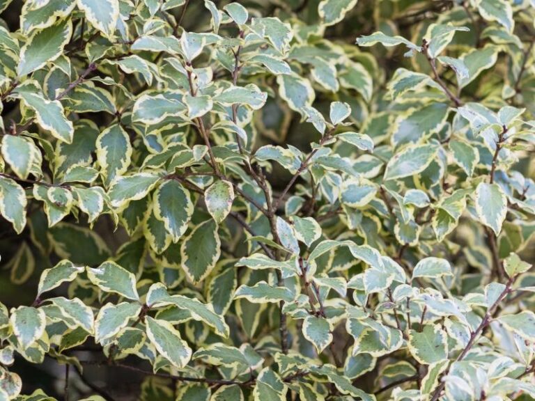 Pittosporum Hedge: 7 Ideal Pittosporum Varieties You Can Use As Hedges