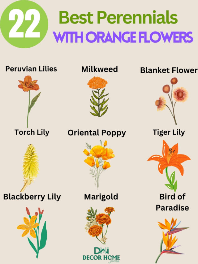 22 Amazing Perennials With Orange Flowers You'll Love To Have In Your ...