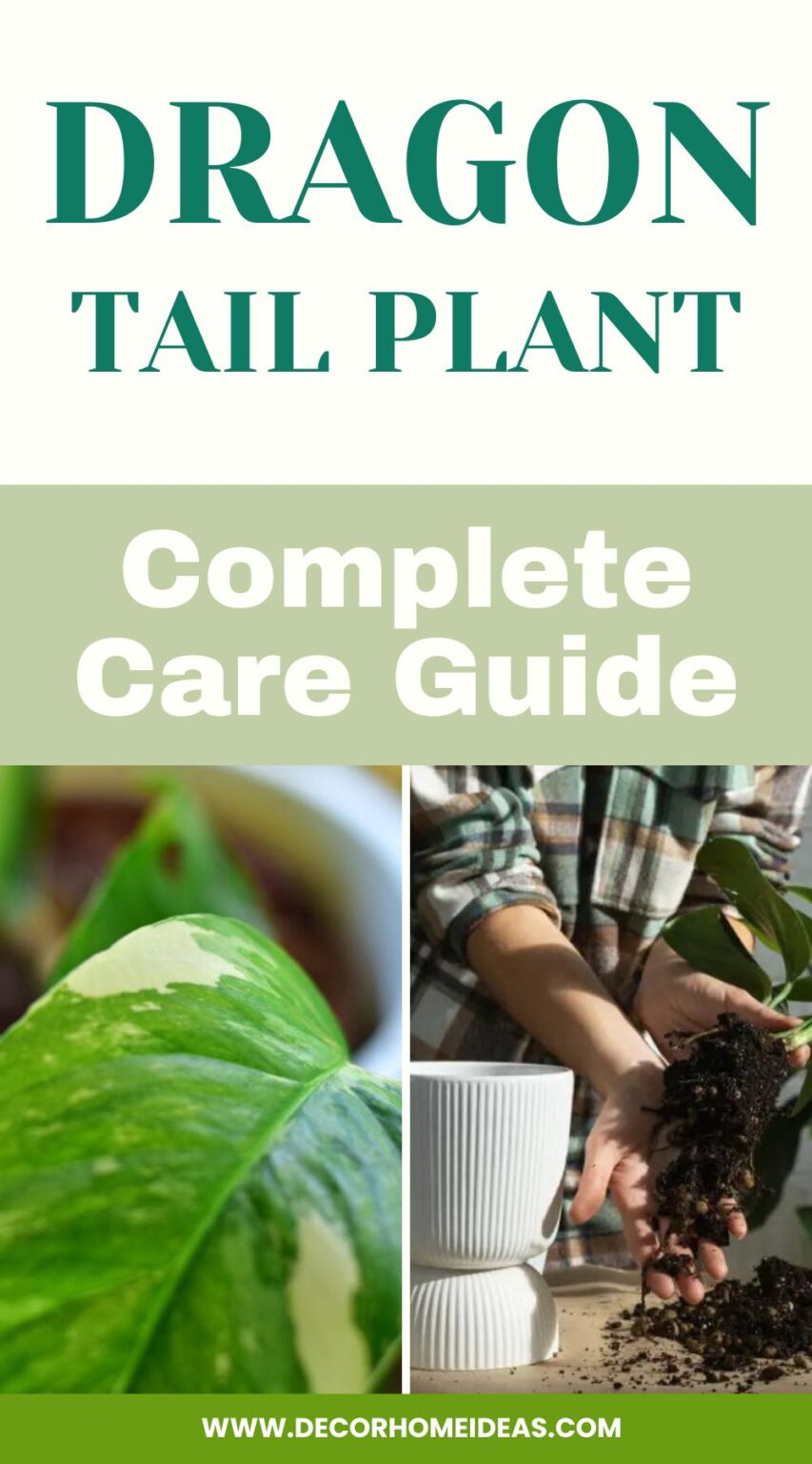 The Complete Care Guide For The Exotic Dragon Tail Plant