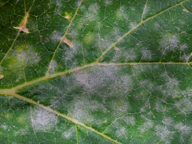 7 Common Hibiscus Pests And Diseases And Their Treatment Methods