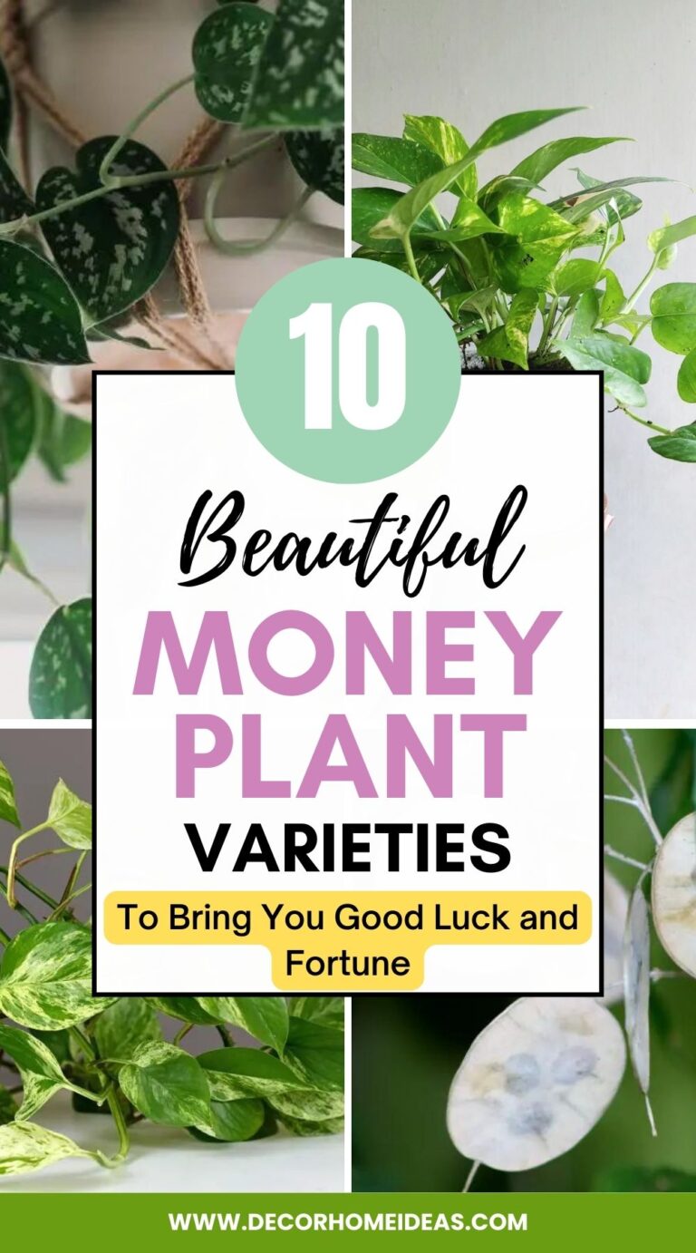 10 Varieties Of Money Plants To Bring You Good Luck And Fortune