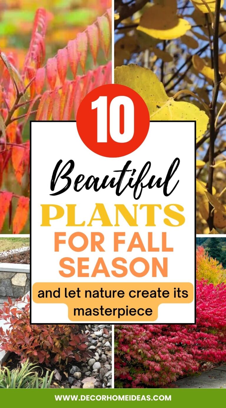 10 Best Colorful Plants to Enhance Your Fall Landscape