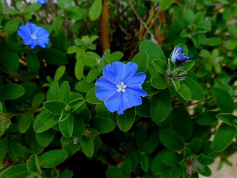 Looking For The Best Plant For Florida Gardens? Check Out The Blue Daze ...