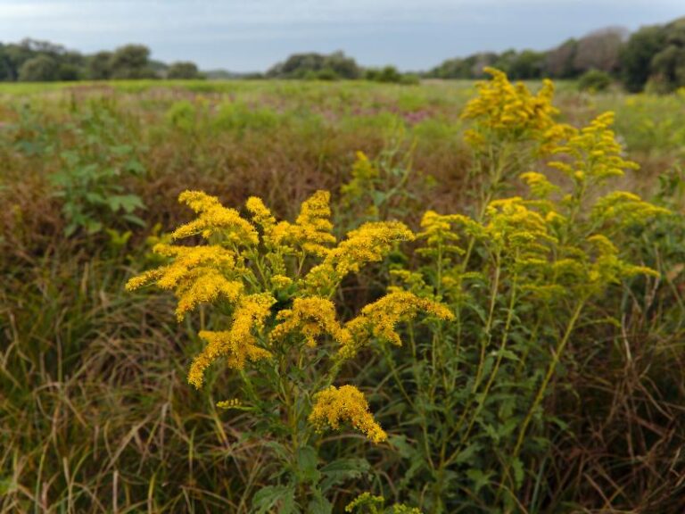 30 Weeds With Tiny Yellow Flowers And Best Solutions To Eliminate Them