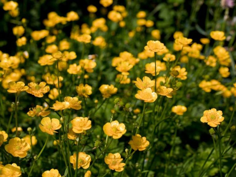 30 Weeds With Tiny Yellow Flowers And Best Solutions To Eliminate Them