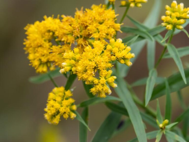 30 Weeds With Tiny Yellow Flowers And Best Solutions To Eliminate Them