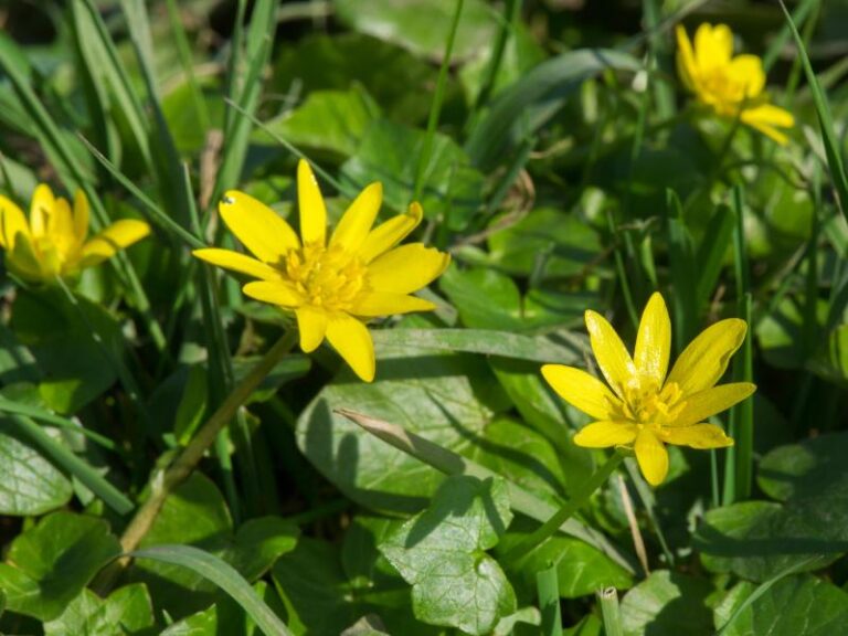 30 Weeds With Tiny Yellow Flowers And Best Solutions To Eliminate Them