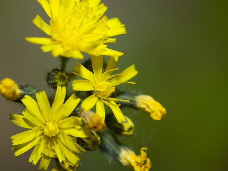 30 Weeds With Tiny Yellow Flowers And Best Solutions To Eliminate Them