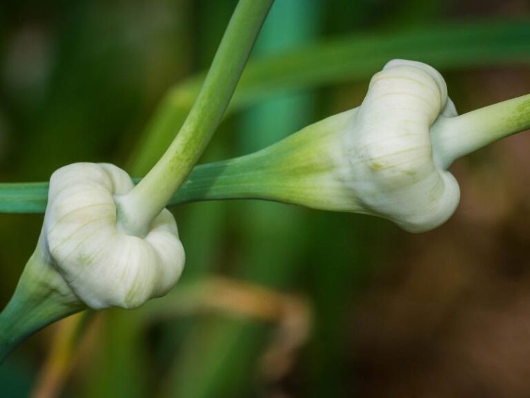 A Comprehensive Guide For The 7 Garlic Growing Stages
