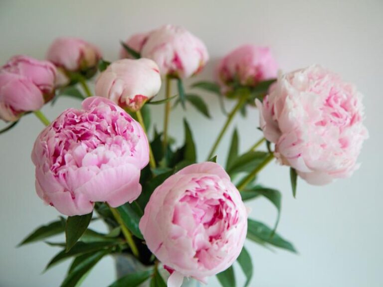 15 Breathtaking Flowers Of Greece And Their Respective Mythological ...
