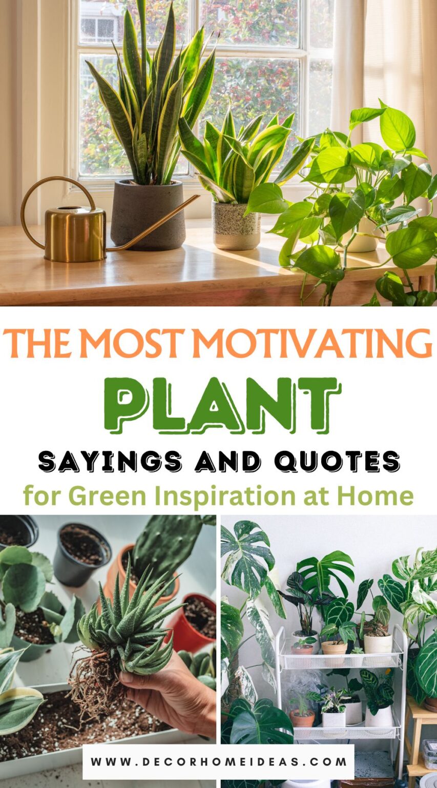 The Most Motivating Indoor Plant Sayings And Quotes