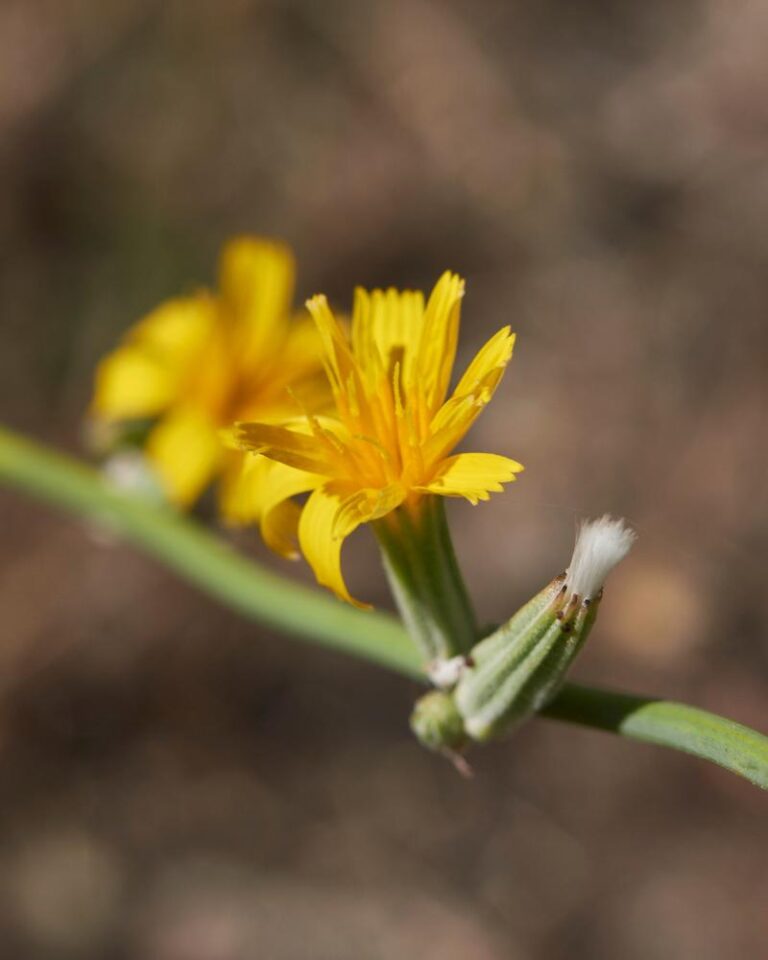 30 Weeds With Tiny Yellow Flowers And Best Solutions To Eliminate Them