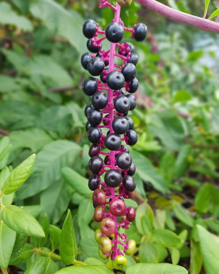 Is Pokeweed Toxic? Unraveling the Truth About Handling This ...