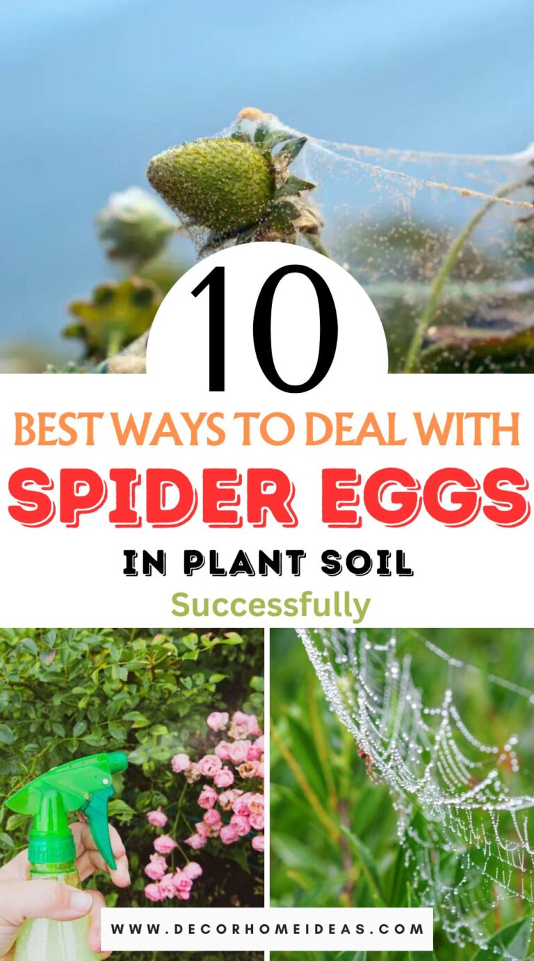 10 Ways Of Dealing With Spider Eggs In Plant Soil Successfully