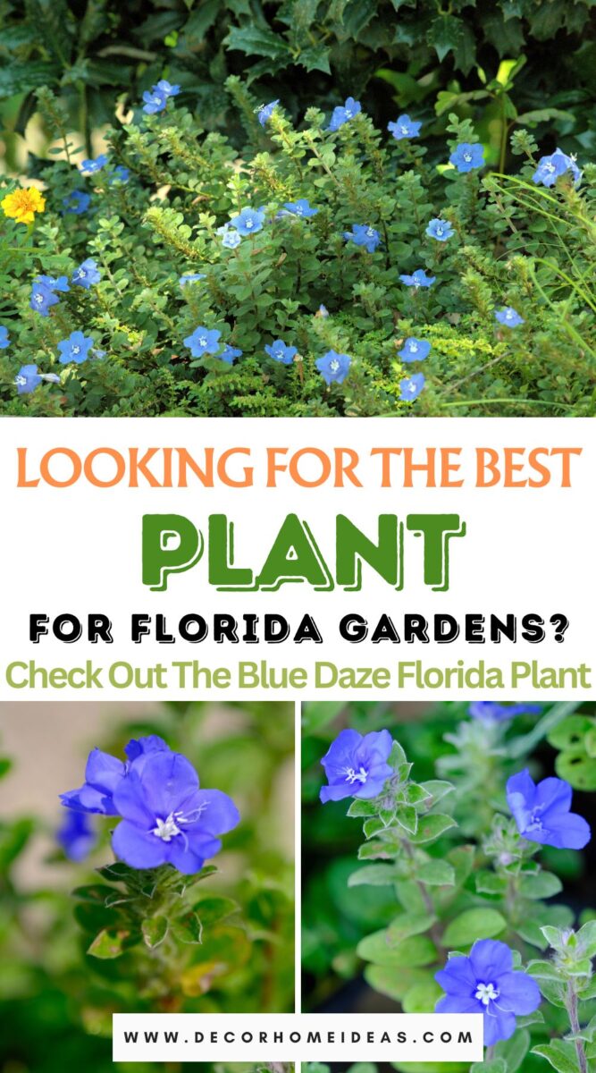 Looking For The Best Plant For Florida Gardens? Check Out The Blue Daze ...