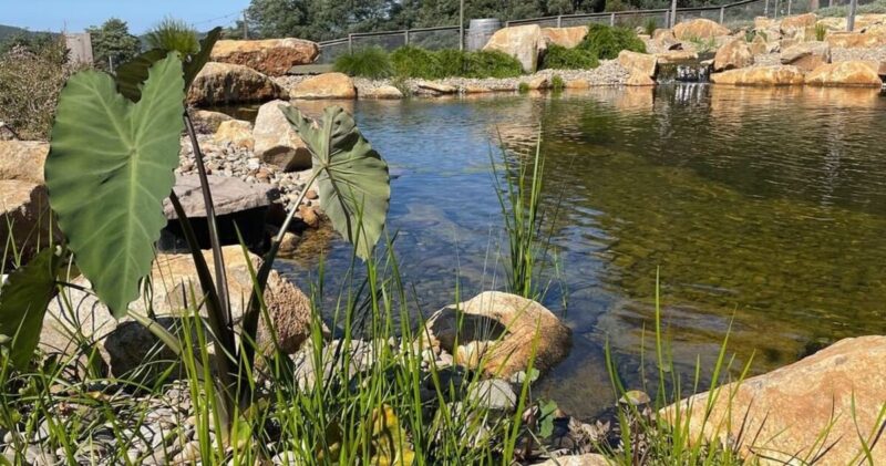 24 Enchanting Natural Swimming Ponds for Your Relaxation Retreat