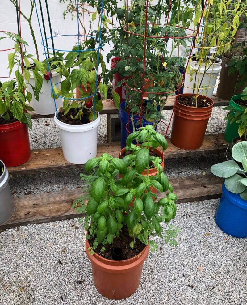 12 Creative Bucket Gardening Hacks for Urban Oases