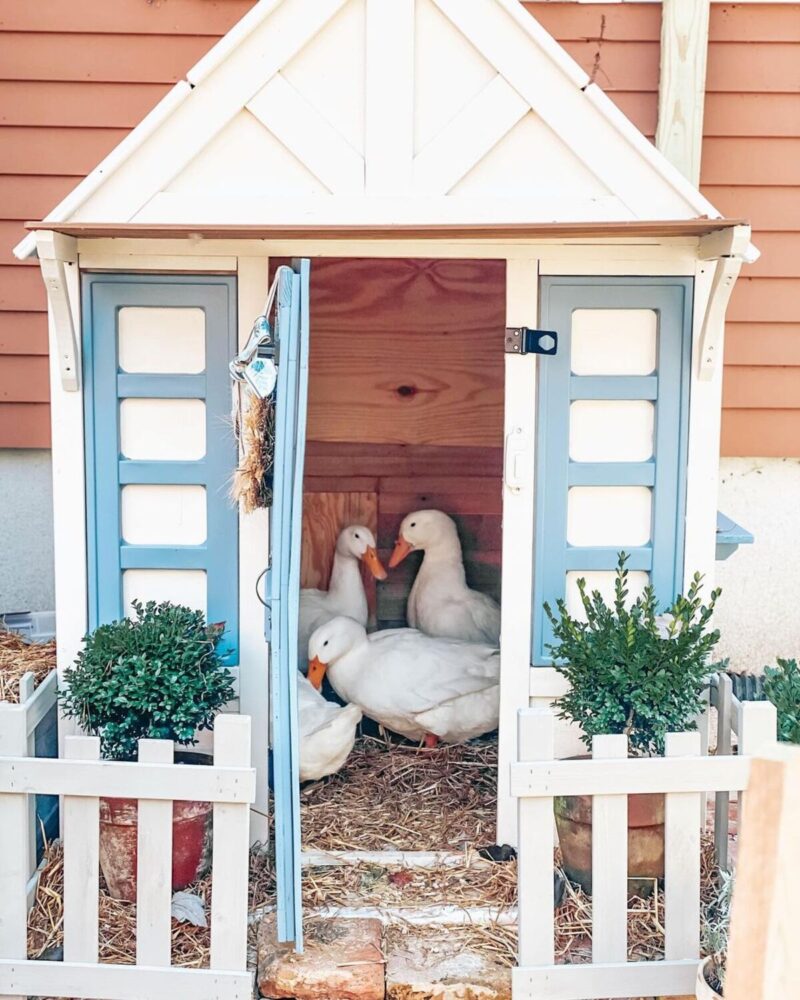 20 Creative Duck House Ideas for a Stunning Backyard