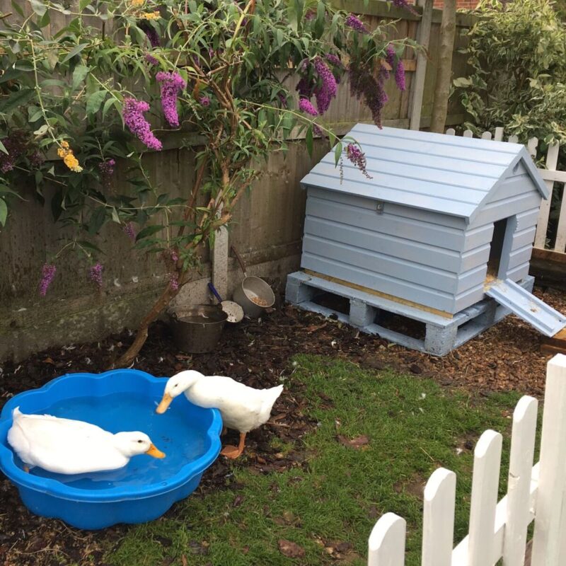 20 Creative Duck House Ideas for a Stunning Backyard