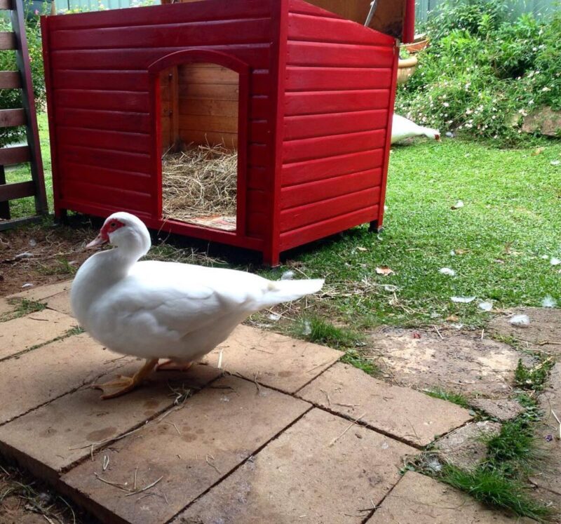 20 Creative Duck House Ideas for a Stunning Backyard