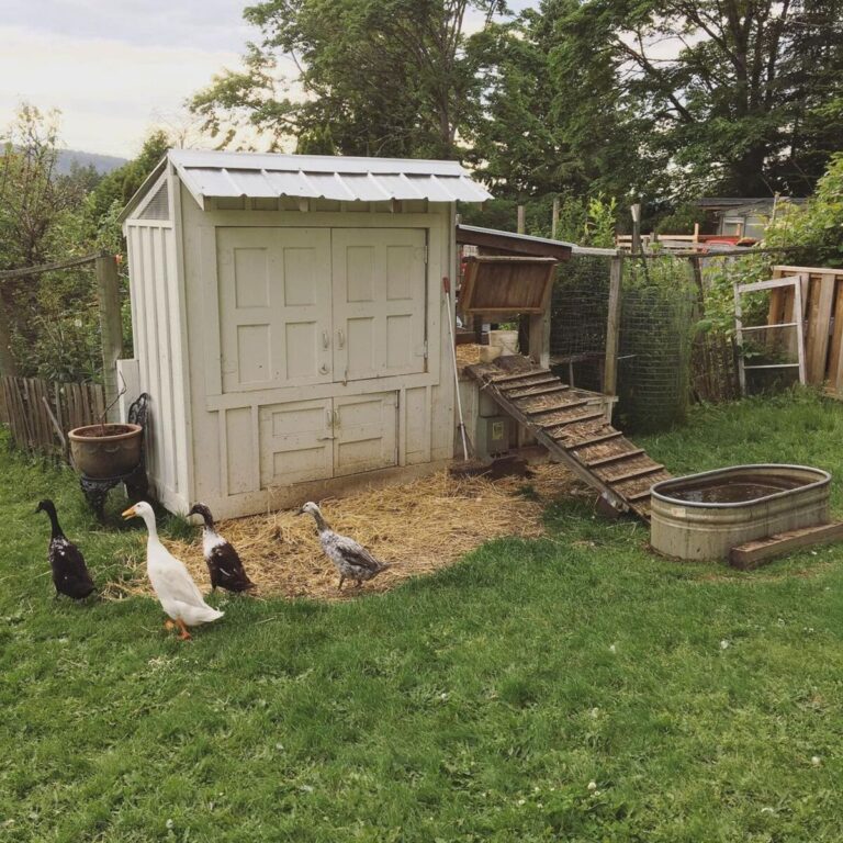 20 Creative Duck House Ideas for a Stunning Backyard
