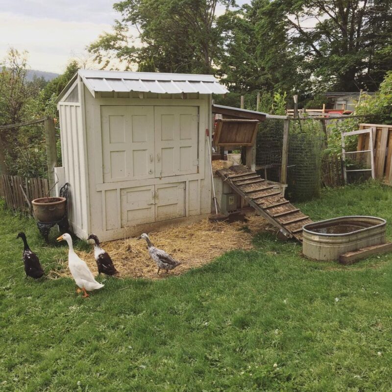 20 Creative Duck House Ideas for a Stunning Backyard
