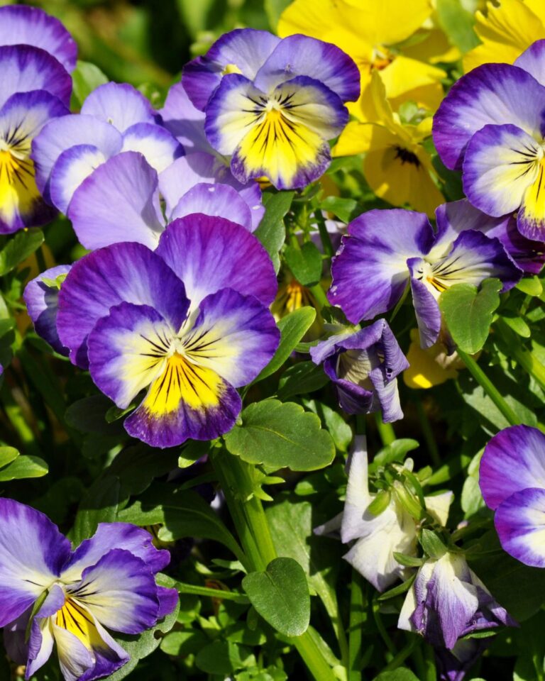 10 Beautiful Flowers To Plant In March For A Blooming Garden