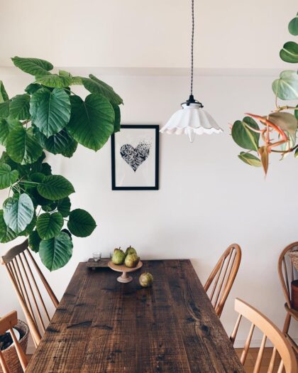 How to Grow and Care for Ficus Umbellata