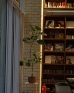 How to Grow and Care for Ficus Umbellata