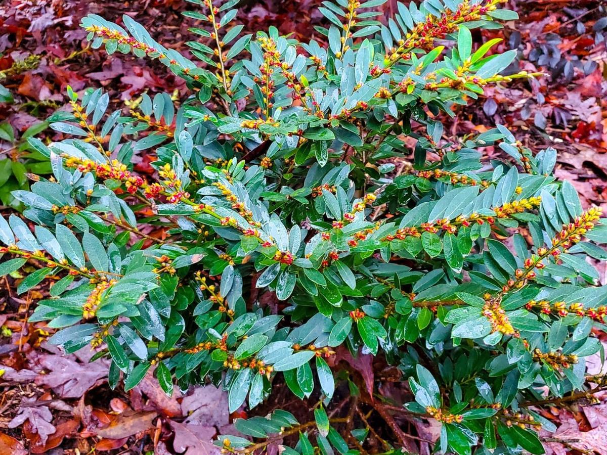 19 Low-Maintenance Shrubs for a Hassle-Free Garden