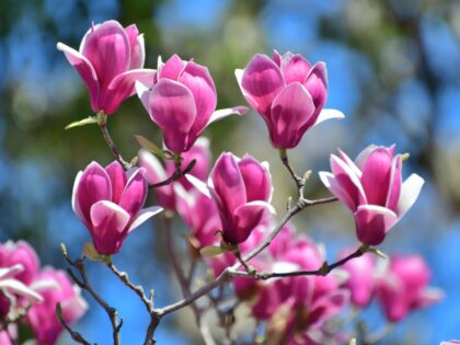 Magnolia Trees and Shrubs: 12 Amazing Varieties That Will Be Perfect ...