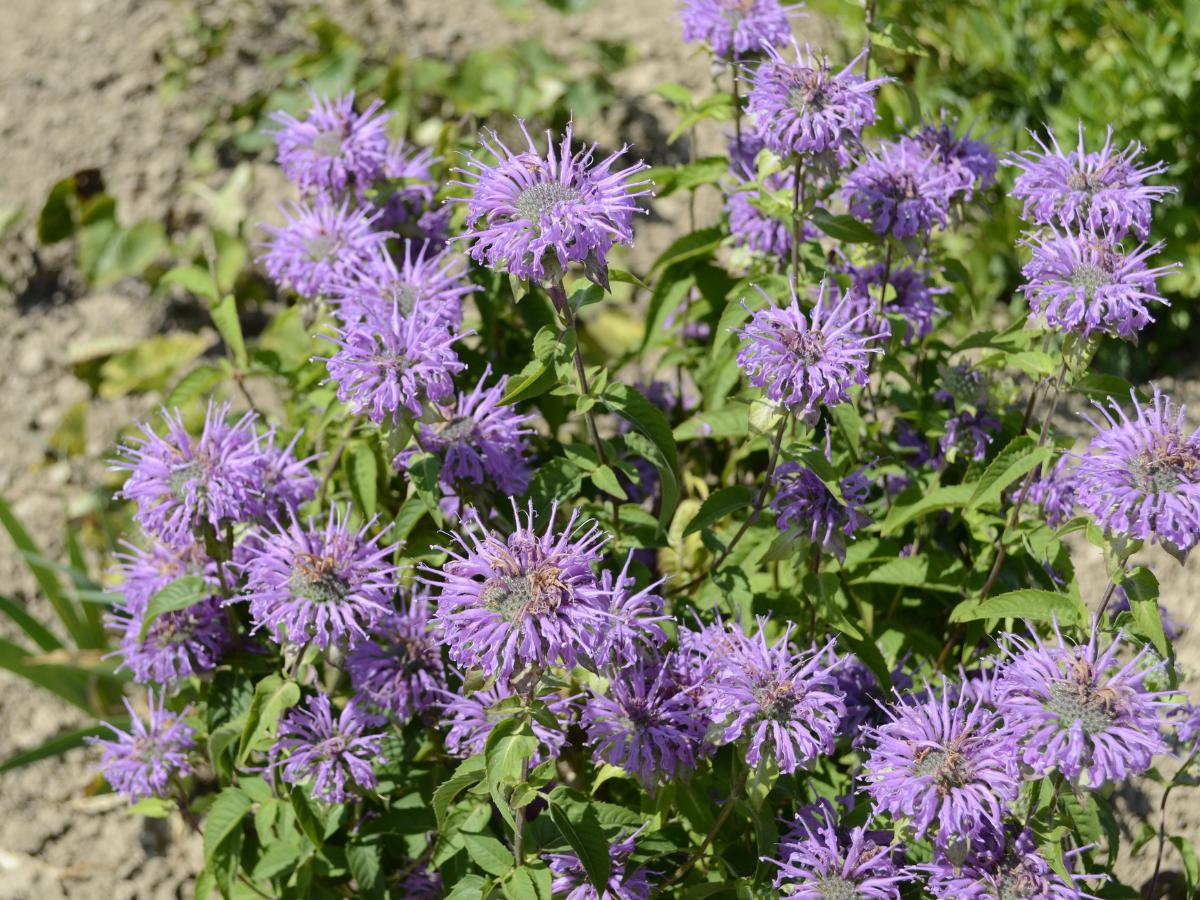 25 Top-Notch Plants Perfectly Suited for Clay Soil Gardens