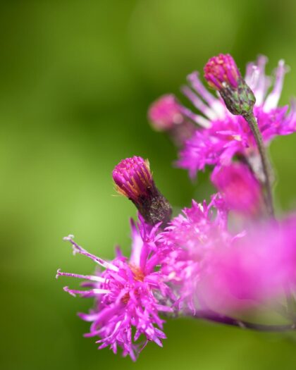 25 Top-Notch Plants Perfectly Suited for Clay Soil Gardens