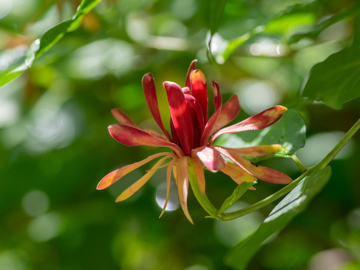 20 Unbeatable Shade-Loving Shrubs to Enhance Your Yard's Beauty