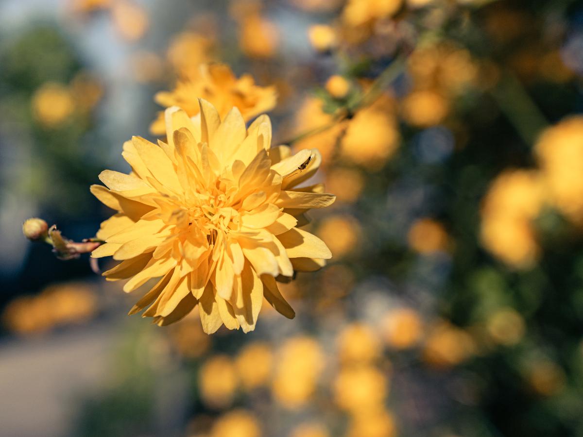 20 Unbeatable Shade-Loving Shrubs to Enhance Your Yard's Beauty