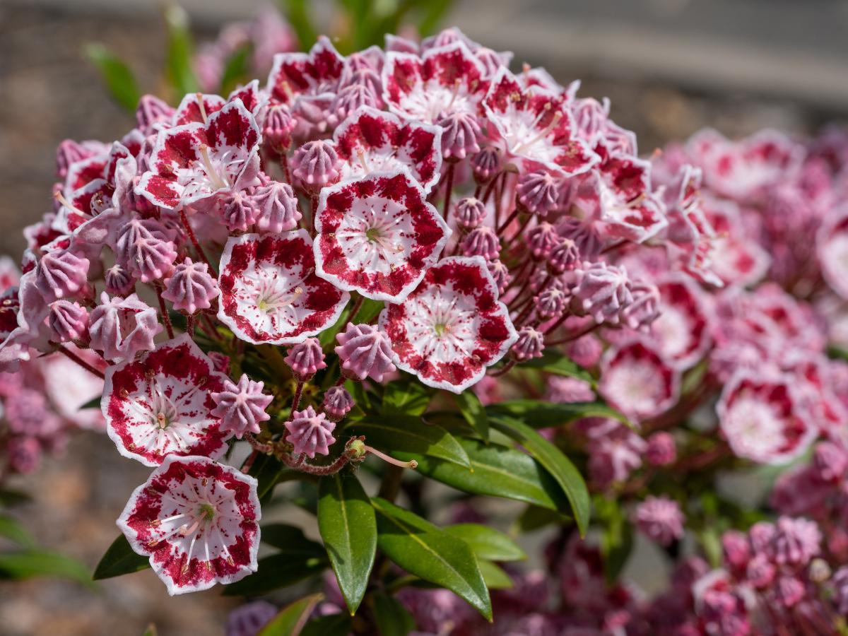20 Unbeatable Shade-Loving Shrubs to Enhance Your Yard's Beauty