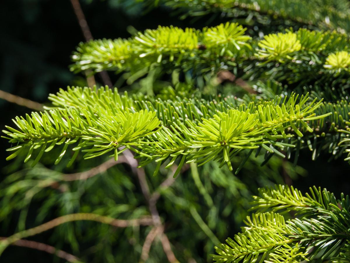 20 Unbeatable Shade-Loving Shrubs to Enhance Your Yard's Beauty