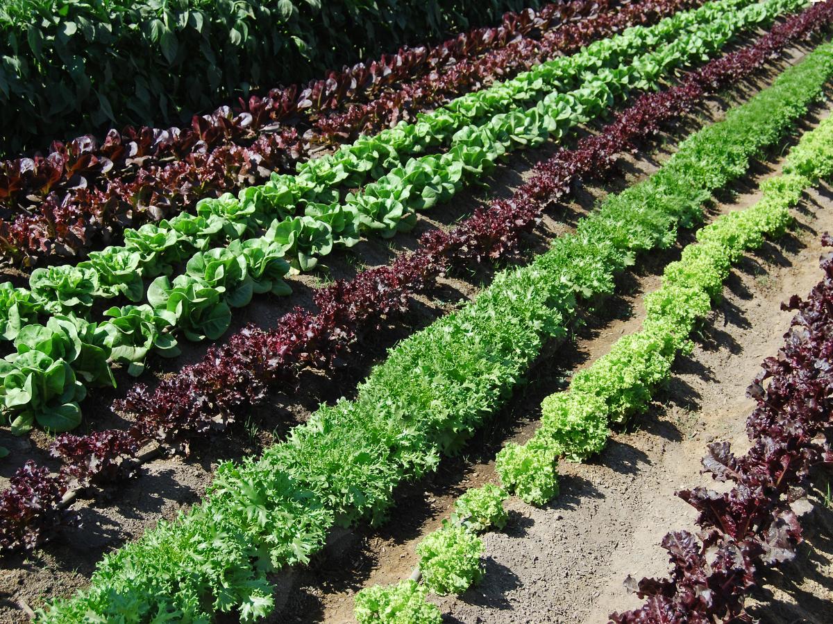 Garden Layout Magic: How to Cultivate Veggies in Any Space