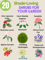 20 Unbeatable Shade-Loving Shrubs to Enhance Your Yard's Beauty
