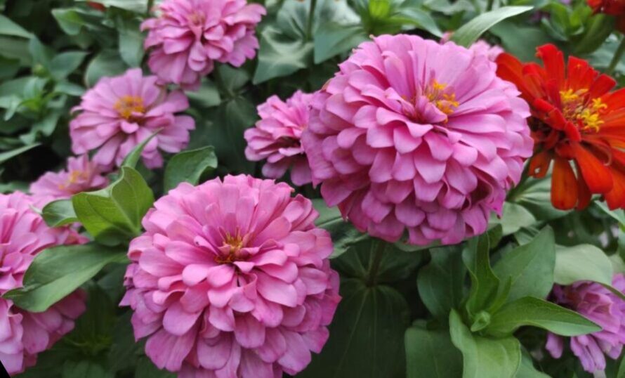 15 Breathtaking Flowers Of Greece And Their Respective Mythological ...