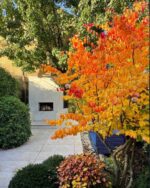 25 Stunning Autumn Trees to Add Color to Your Landscape